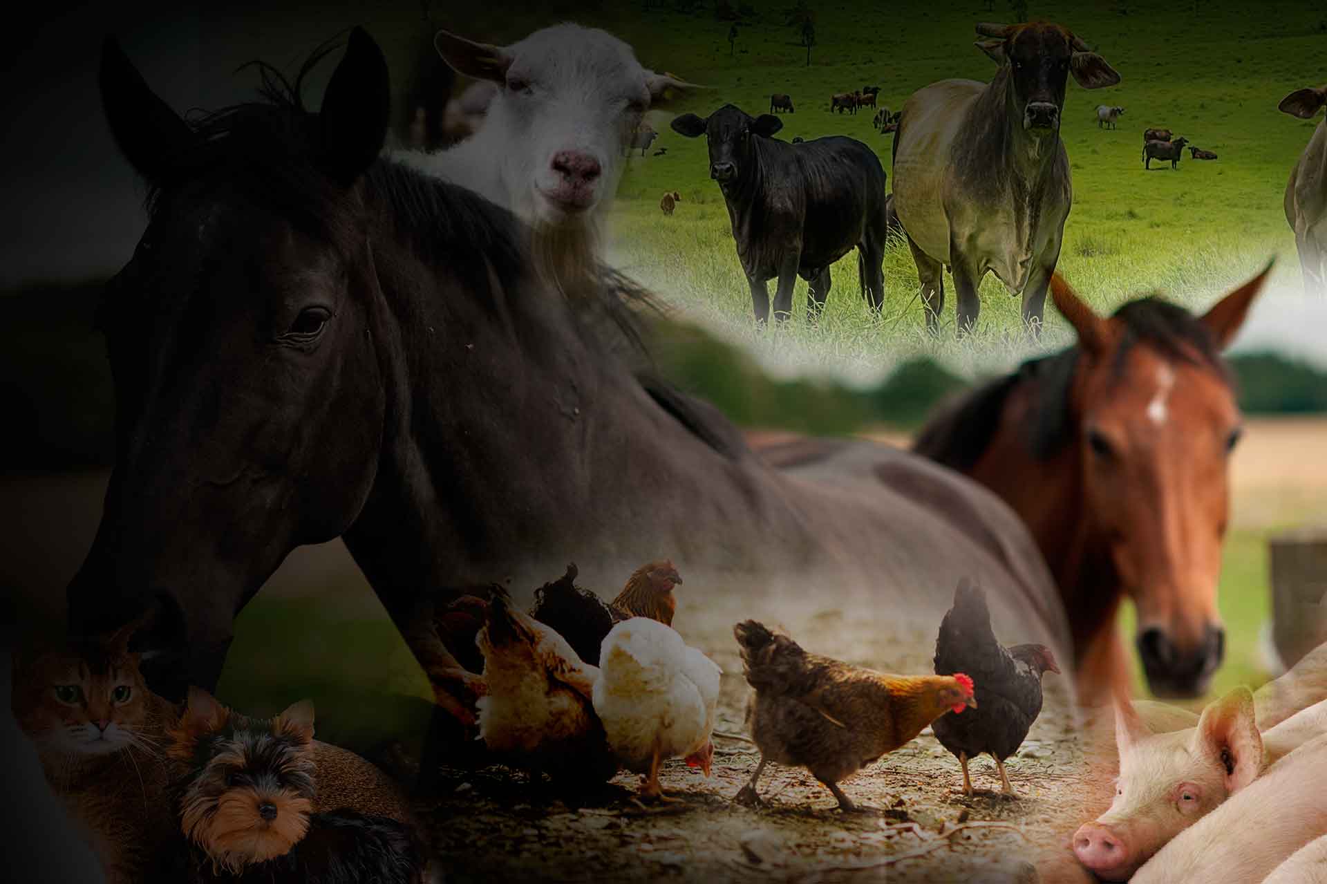 Nuestros Productos 3 | Genética de Panamá S.A.